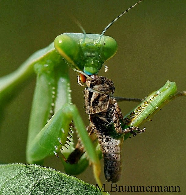 Arizona: Beetles, Bugs, Birds and more: All about Mantids